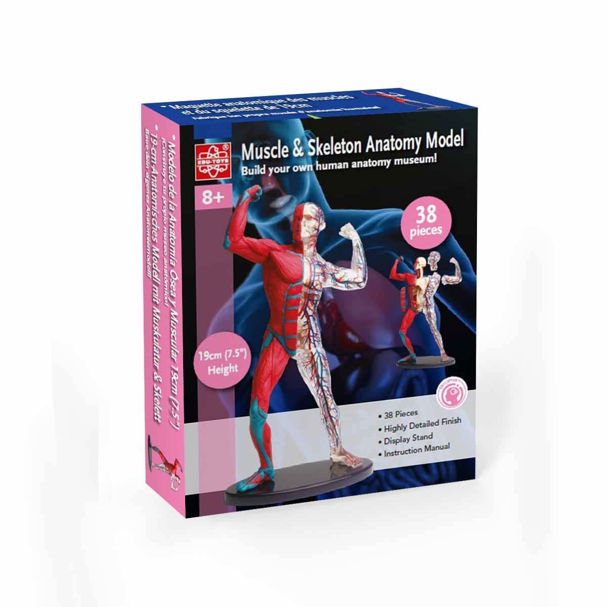 Muscle & Skeleton Anatomy Model – Kaya